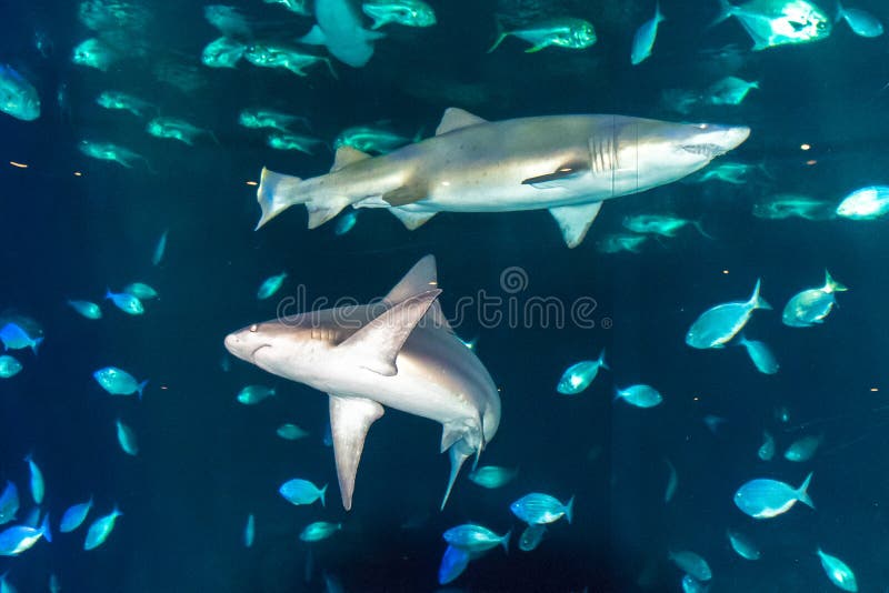 Aquarium Fish swimming stock image. Image of aquarium - 242686589