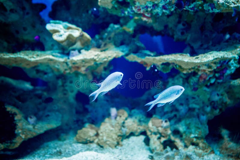 Fish in Wuhan Polar Region Ocean World Stock Photo - Image of undersea ...