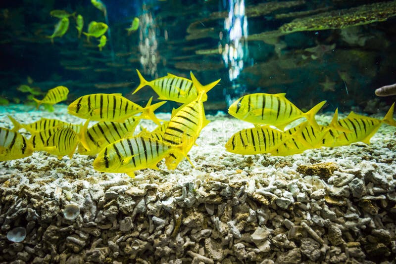 Fish in Wuhan Polar Region Ocean World Stock Photo - Image of undersea ...