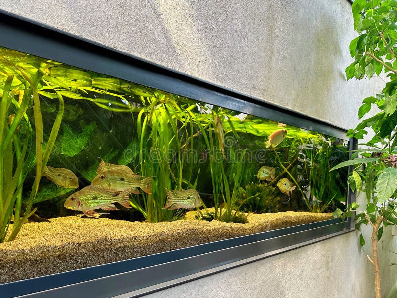 Aquarium with Fish and Underwater Plants in Botanical Garden Stock ...