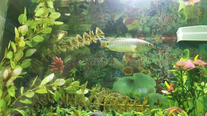 Aquarium Fish Water Clear Tree Stock Image - Image of water, aquarium ...