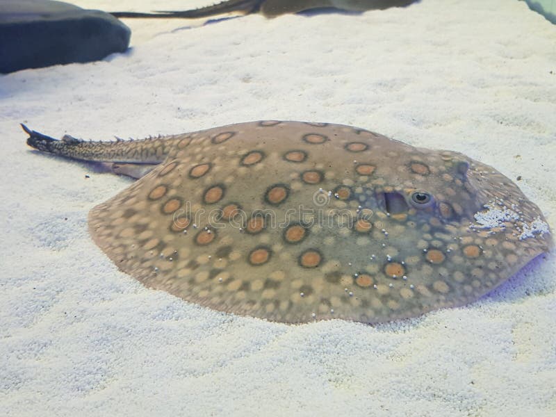 Weird fish stock photo. Image of water, weird, aquarium - 123157338