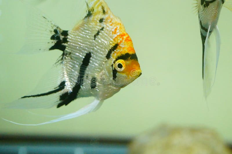 Aquarium Fish in the Aquarium, this is a Kind of Angelfish, Which is ...