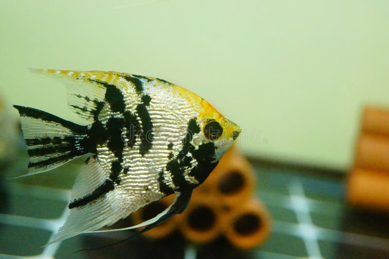 Aquarium Fish in the Aquarium, this is a Kind of Angelfish, Which is ...