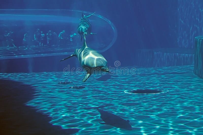 The Aquarium of Genoa, Italy Editorial Image - Image of fauna, place ...