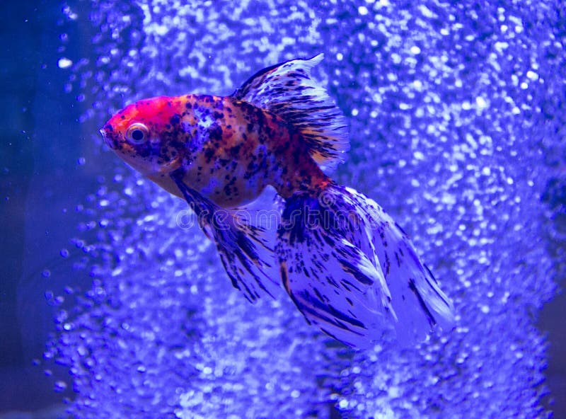 Aquarium goldfish carp stock photo. Image of small, beautiful - 60365860