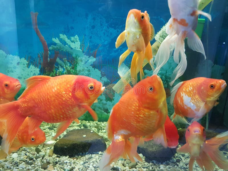 Aquarium with goldfish stock photo. Image of aquarium - 129416528