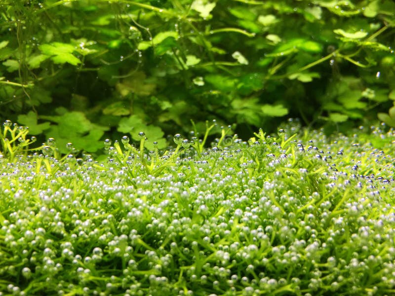 Aquarium grass editorial photo. Image of fish, aquarium - 61424966