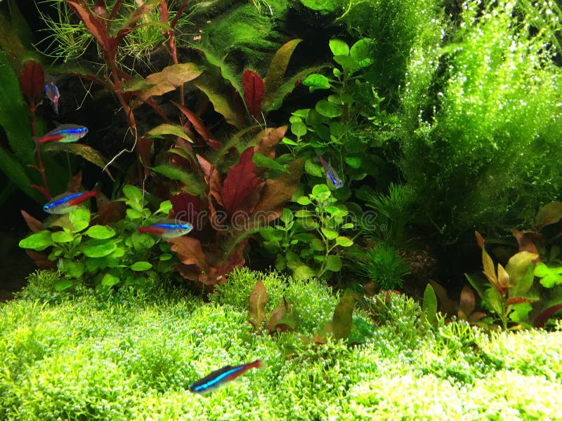 Aquarium grass super editorial stock photo. Image of aquarium - 61424888