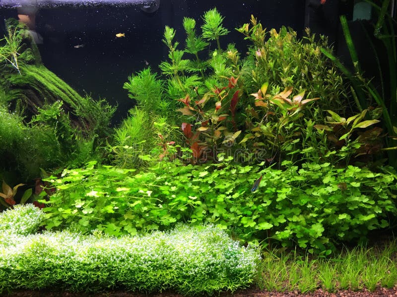 Aquarium grass super stock image. Image of fish, organism - 61425007