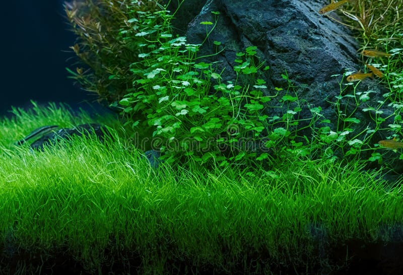 Stone sucker fish stock image. Image of icon, fauna, exotic - 6887295