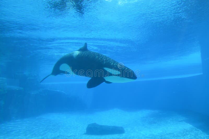 Aquarium-Killerwal stockfoto. Bild von antarktisch, mörder - 77208288