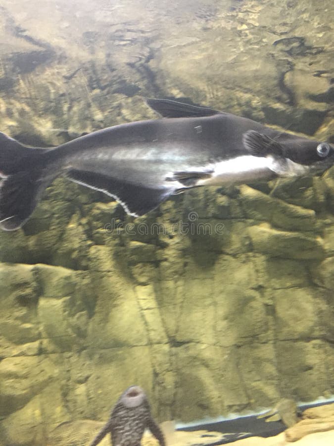 Aquarium life stock photo. Image of life, sharks, tank - 131229952