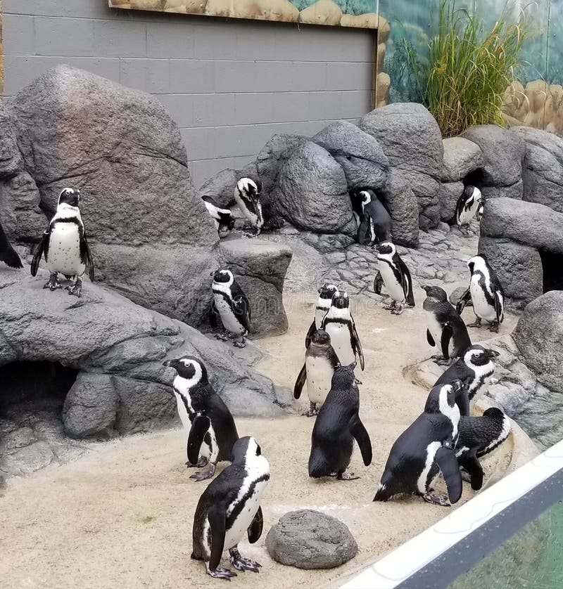 Aquarium editorial photo. Image of nature, aquarium - 105259406