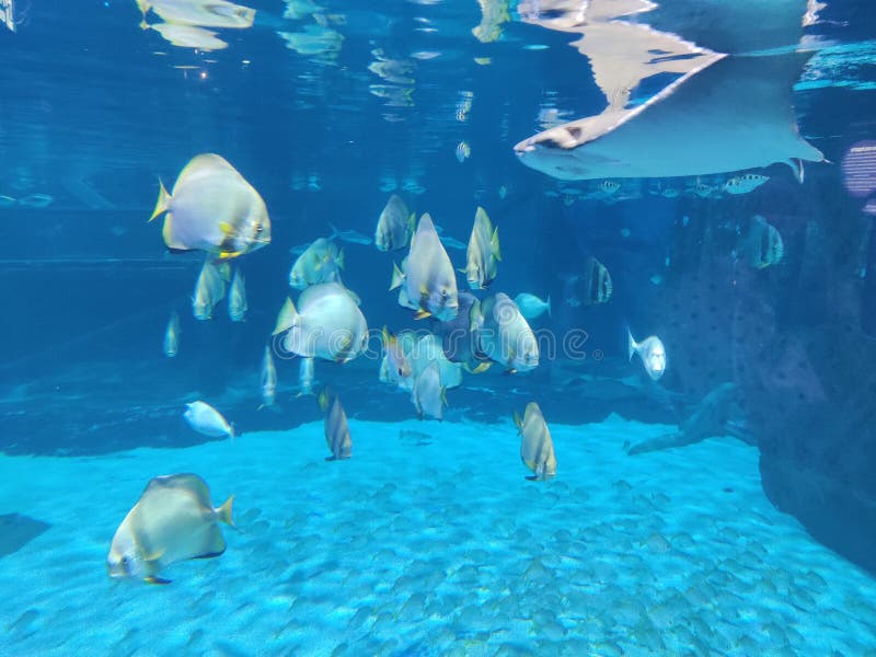 Aquarium Phuket Fish Blue Water Editorial Photo - Image of water ...