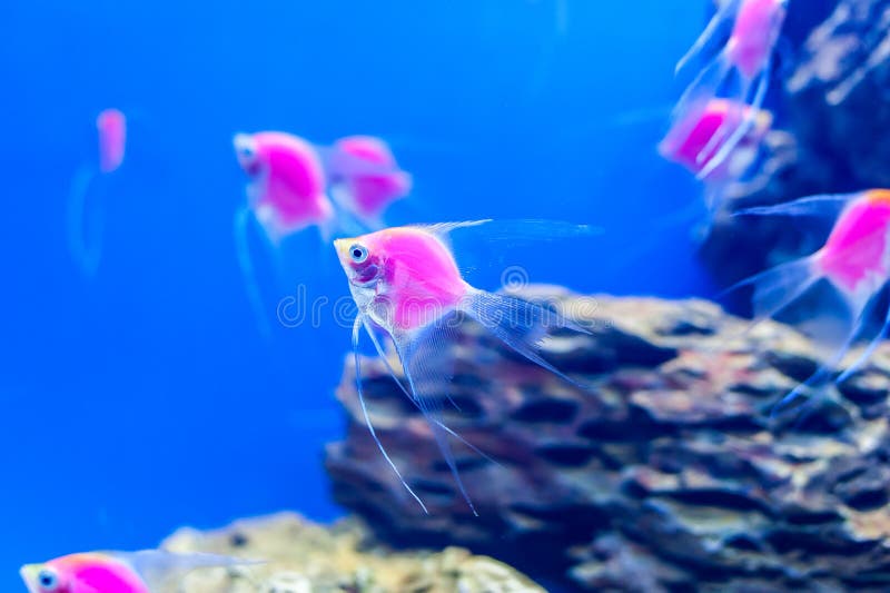 Aquarium with pink fish stock photo. Image of dress, bowl - 79980026