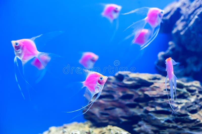 Aquarium with pink fish stock image. Image of fancy, exotic - 79980129