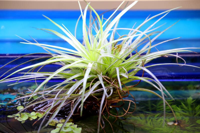 Aquarium Plant Acorus Gramineus on a Snag Stock Photo - Image of green ...