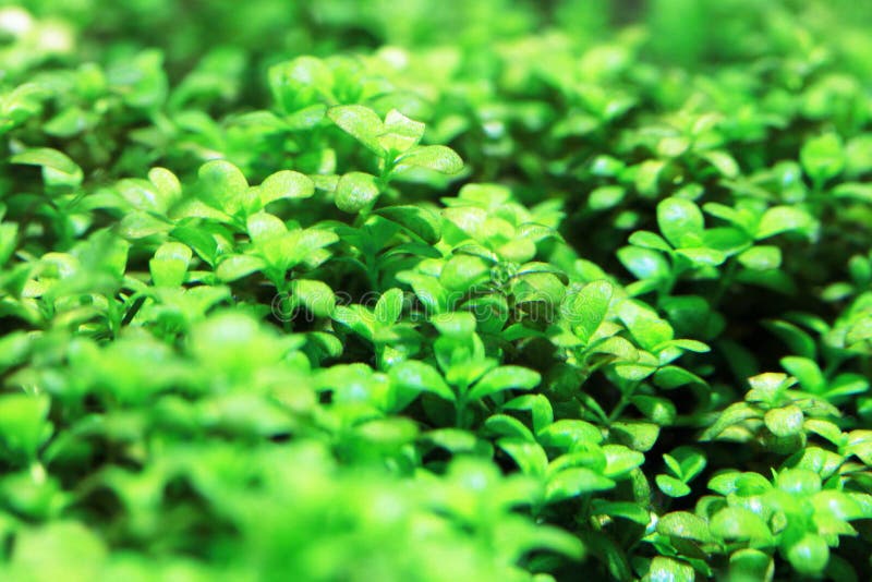 Stone sucker fish stock image. Image of icon, fauna, exotic - 6887295