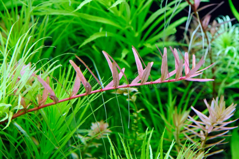 Aquarium Plants: Rotala Colorata Stock Image - Image of vegetation ...