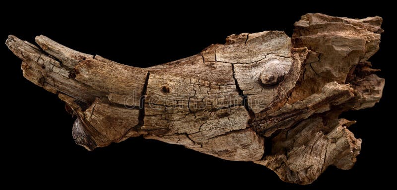 Aquarium Root stock image. Image of root, horizontal - 45390517