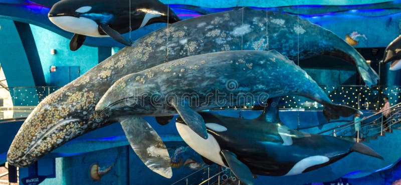 Aquarium on Russian Island, Many Beautiful Artificial Fish Decorate the ...