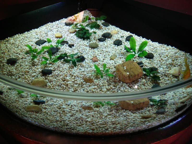 Aquarium sand stock image. Image of fish, sand, aquarium - 95908683