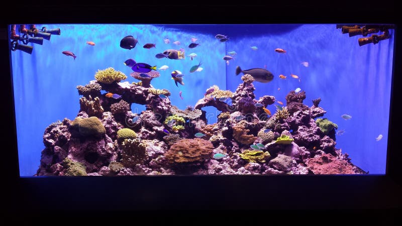 Aquarium scene stock image. Image of swim, aquatic, exotic - 25740691
