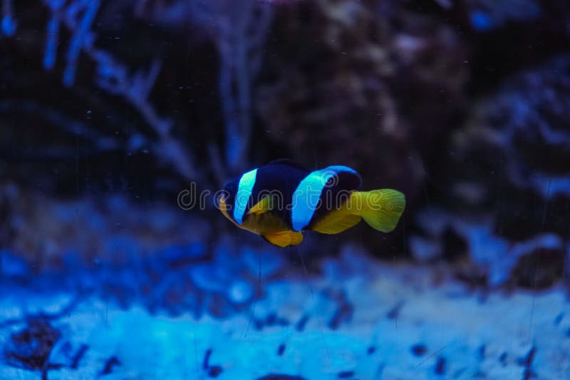 Aquarium Scene Containing a Small, Colorful Fish Clown Floating among ...