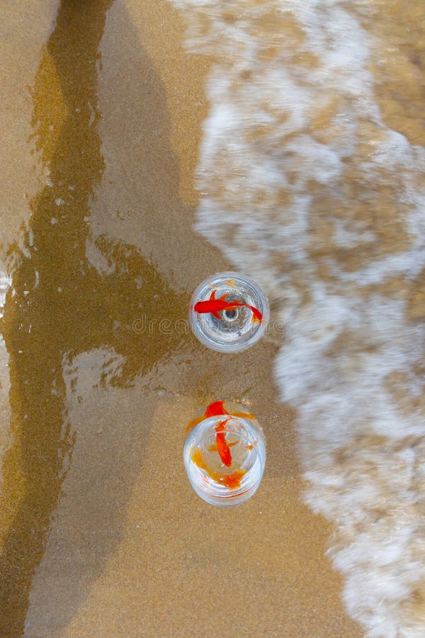 Aquarium and sea stock photo. Image of aquarium, saltwater - 168027556