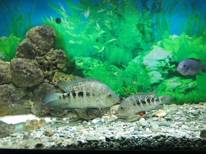 Aquarium stock photo. Image of amazon, cichlids, predators - 85668264