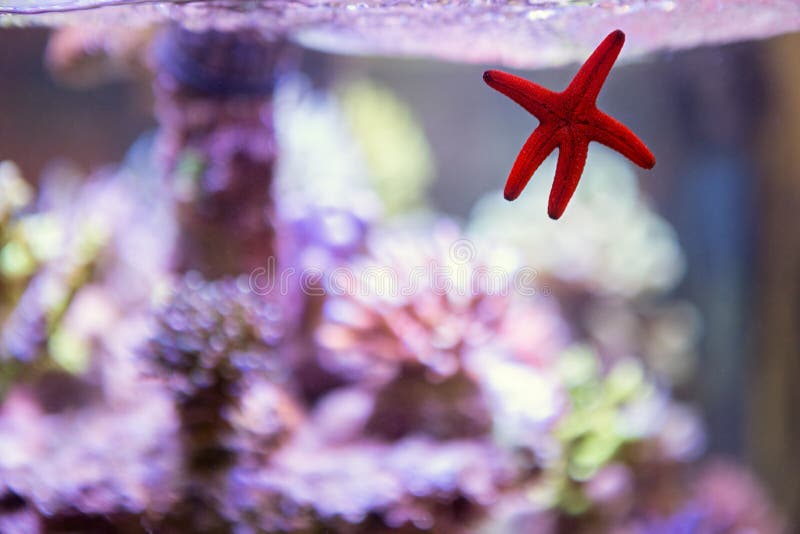 Aquarium with sea star stock photo. Image of nature, person - 80092652