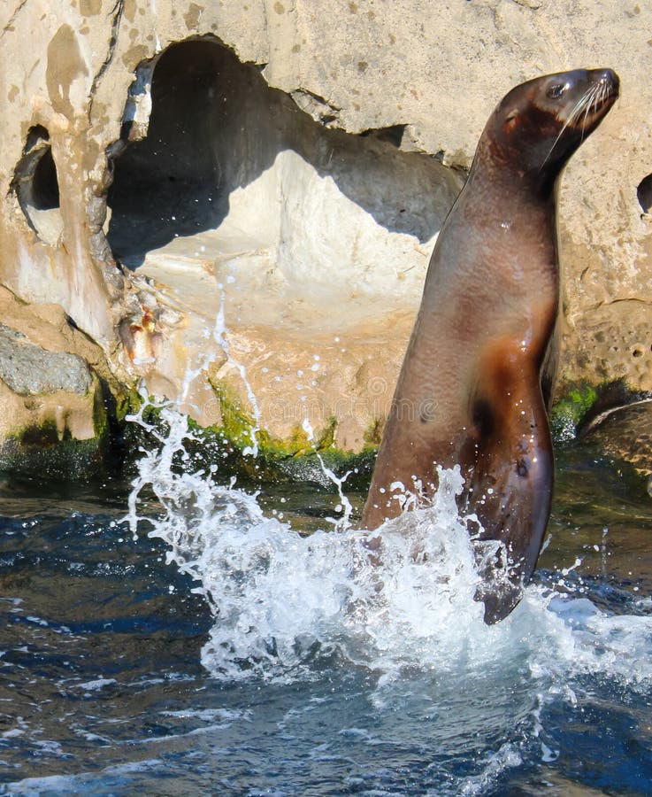 Performing Seal editorial stock image. Image of performing - 262369529