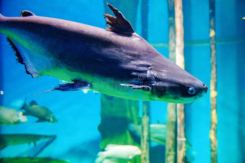 Aquarium Shark Behind Glass in the Aquarium. Stock Image - Image of ...