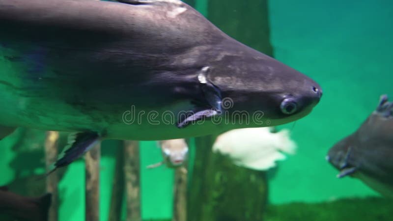Aquarium Shark Behind Glass in the Aquarium. Stock Footage - Video of ...