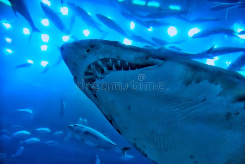 Aquarium shark editorial image. Image of fish, teeth - 55683550