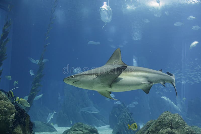 Aquarium shark passing by stock image. Image of museum - 261039943