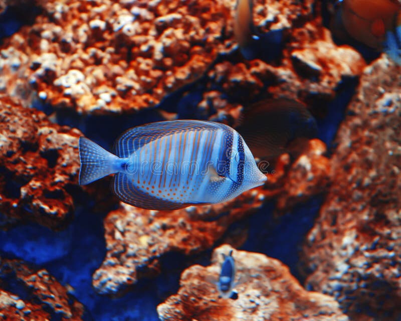 Aquarium Small Blue Fish on Orange Rocks Background. Stock Image ...