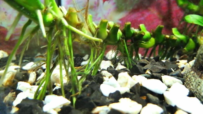 Aquarium. Small Particles of Food and Dirt Float in the Aquarium ...