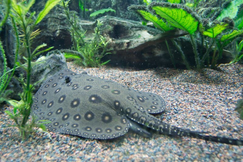 Stone sucker fish stock image. Image of icon, fauna, exotic - 6887295