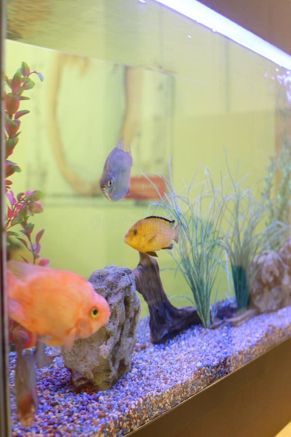 Aquarium Tank Close Up with Cute Fish Stock Image - Image of aquarium ...