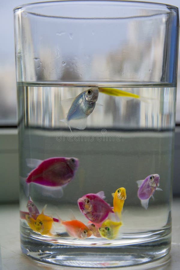 In the Aquarium There are Thorny Fish Stock Image - Image of fresh ...