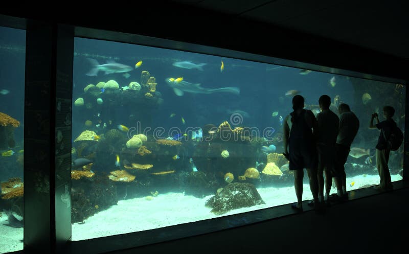 Aquarium Viewers stock image. Image of look, swim, tropical - 199367