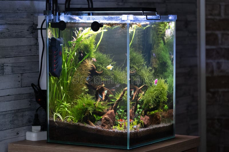 Aquarium with Water Plants and Fish in Glass Tank Stock Image - Image ...