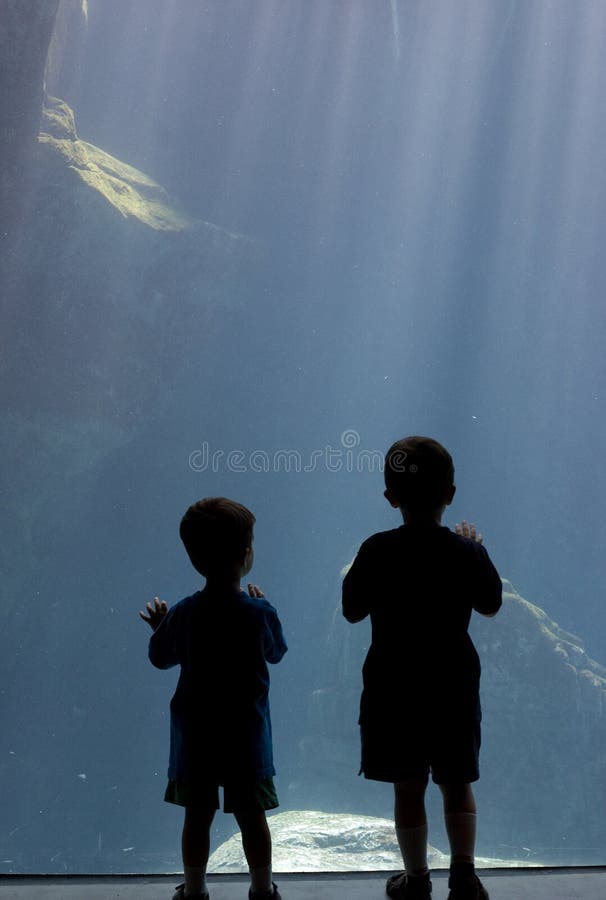 Wonder stock image. Image of beluga, marine, aquarium - 4567641