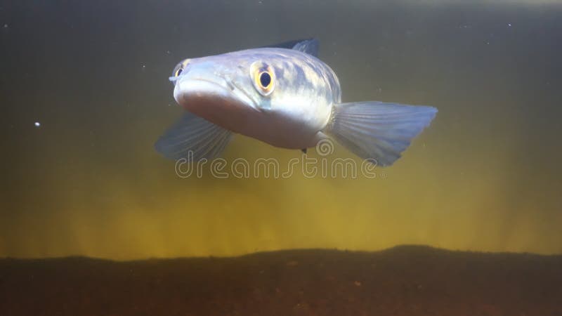 Aquarium Yellow Chana Maru Predatorfish Hobby Stock Image - Image of ...