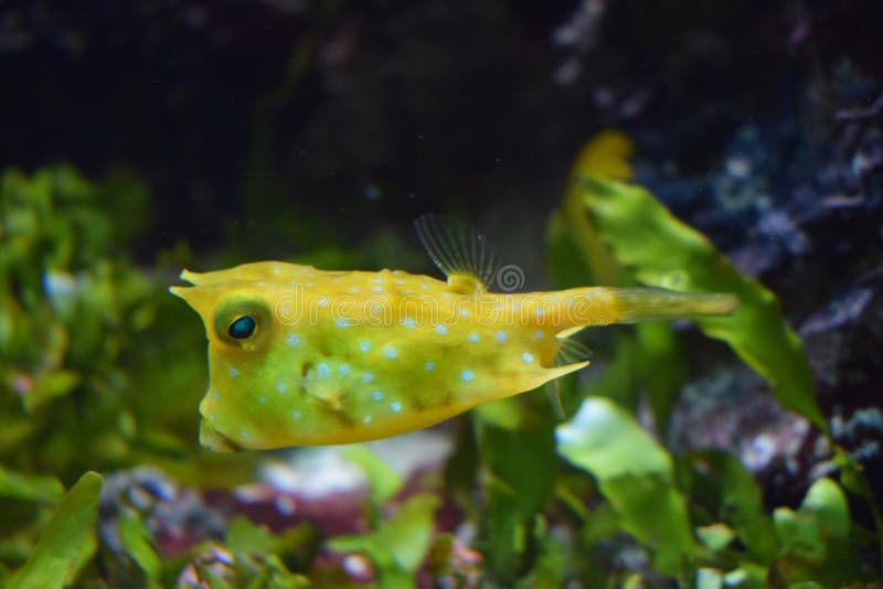 Bull fish stock photo. Image of aquarium, reef, coral - 101034092