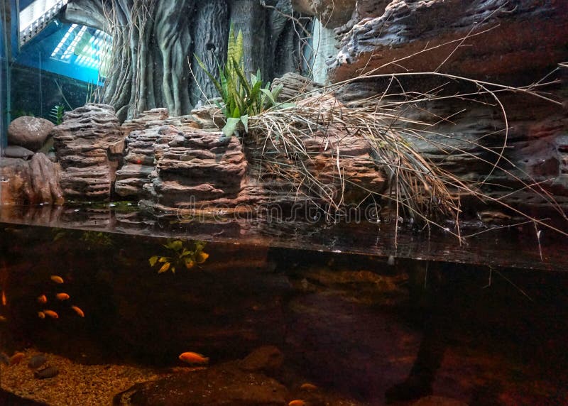 Aquariums with Tropical Animals and Fish at the Kiev Zoo. Stock Image ...