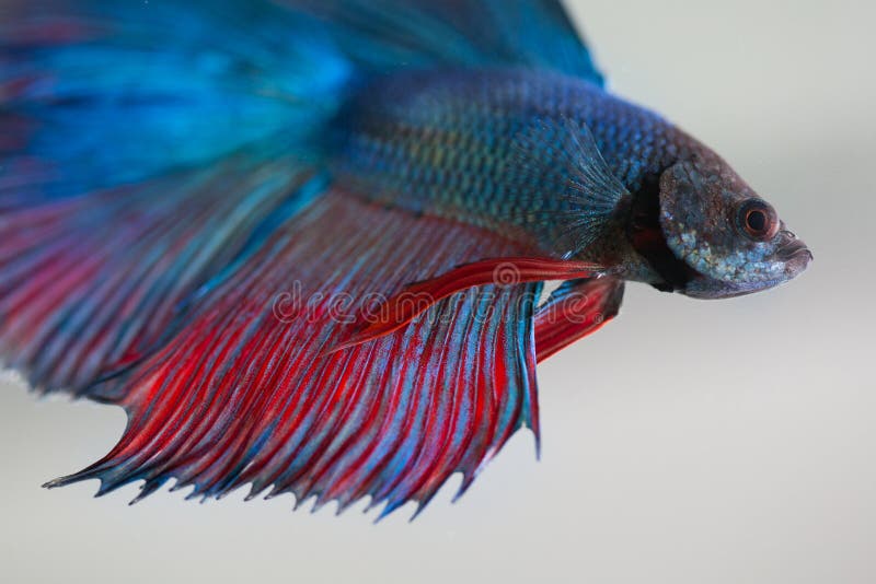 Aquariumvissen in Het Aquarium Stock Afbeelding - Image of fokkerij ...