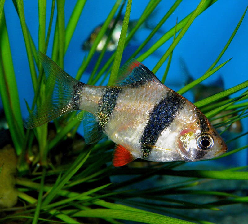 Aquariumvissen van Afrika stock afbeelding. Image of effect - 51102103